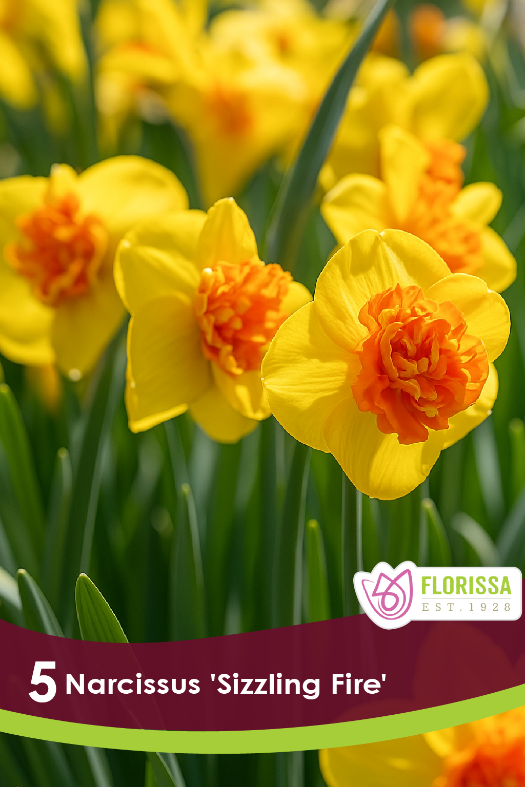 Pépinière.ca | Narcisse Sizzling Fire