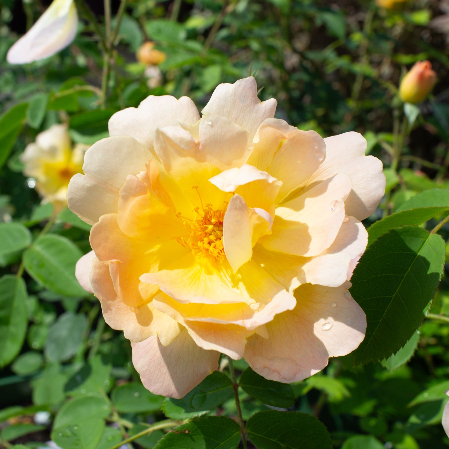 Pépinière.ca | Rosier anglais 'The Lark Ascending'