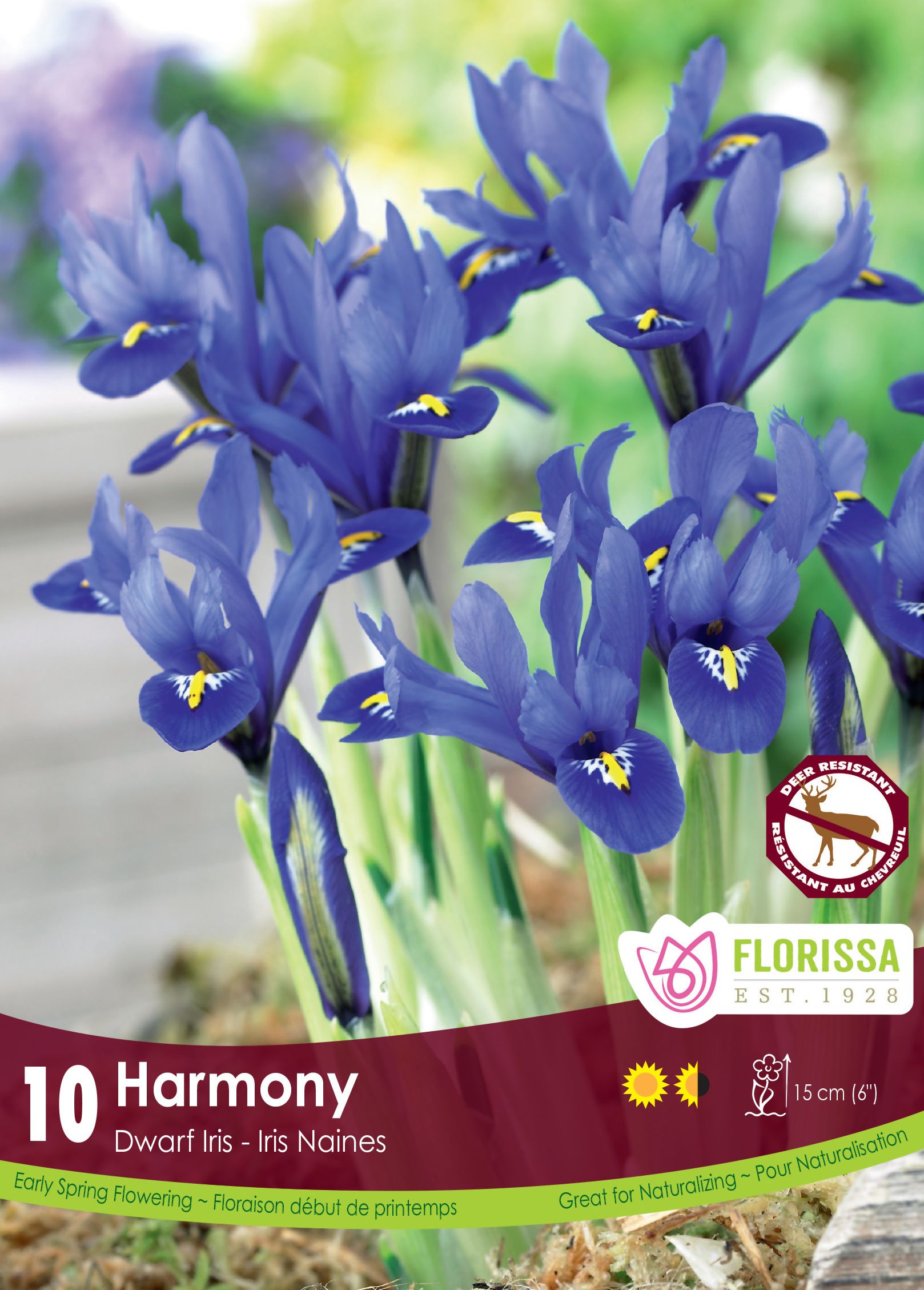 Pépinière.ca | Dwarf Iris Harmony
