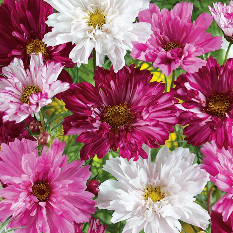 Cosmos 'Double Click' – Abundant flowering and spectacular double ...