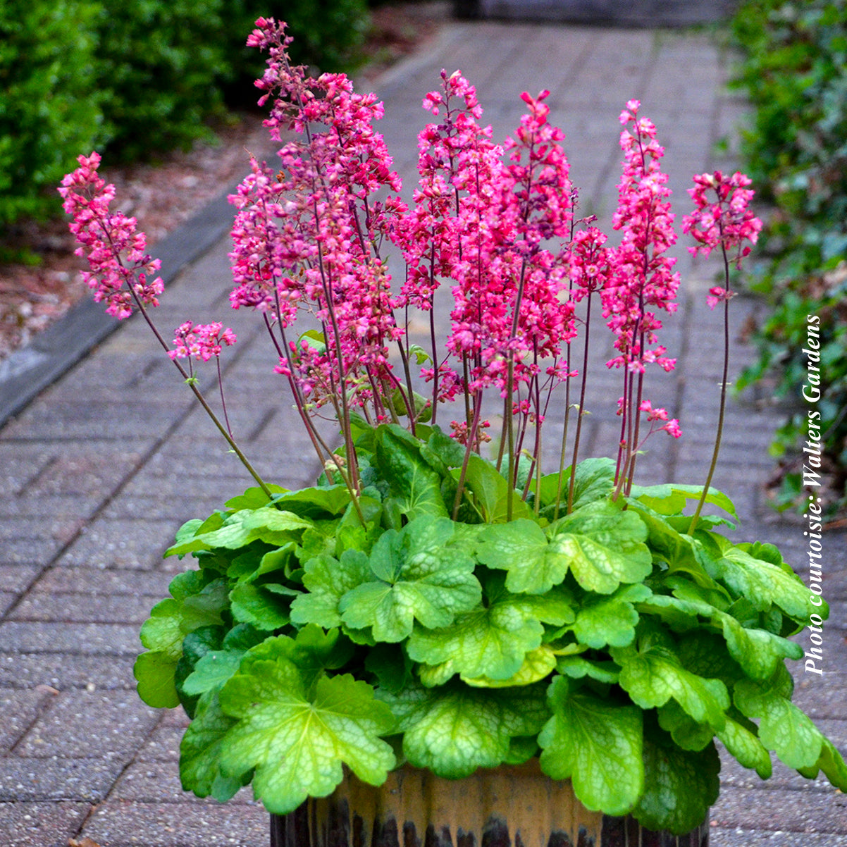 Pépinière.ca | Heuchera 'Timeless Glow'