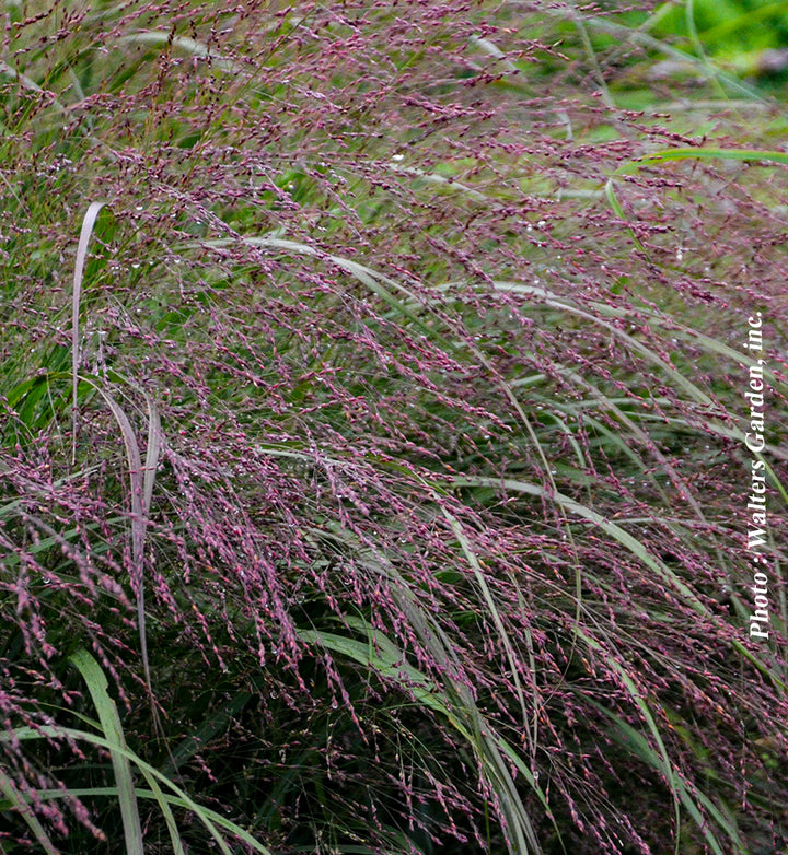 Pépinière.ca | Panicum 'Apache Rose'