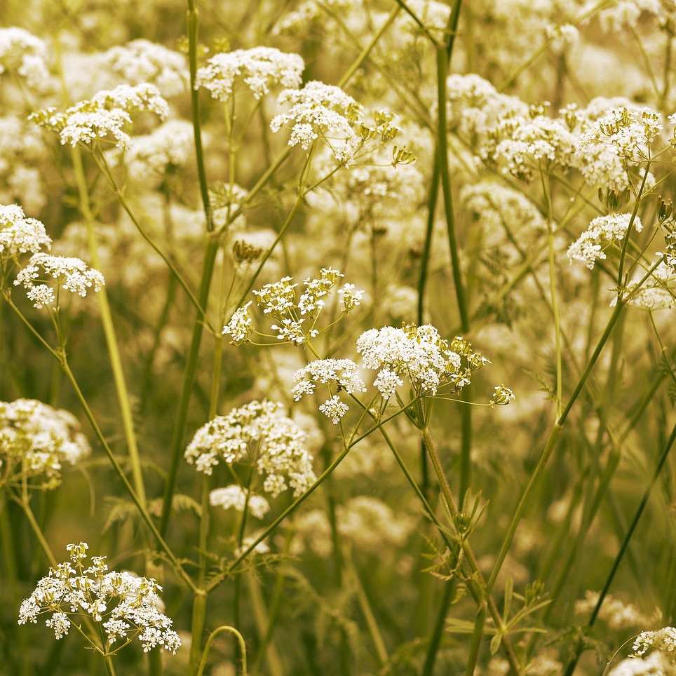 OSC Seeds | Caraway - Versatile and Aromatic Herb – Pépinière.ca