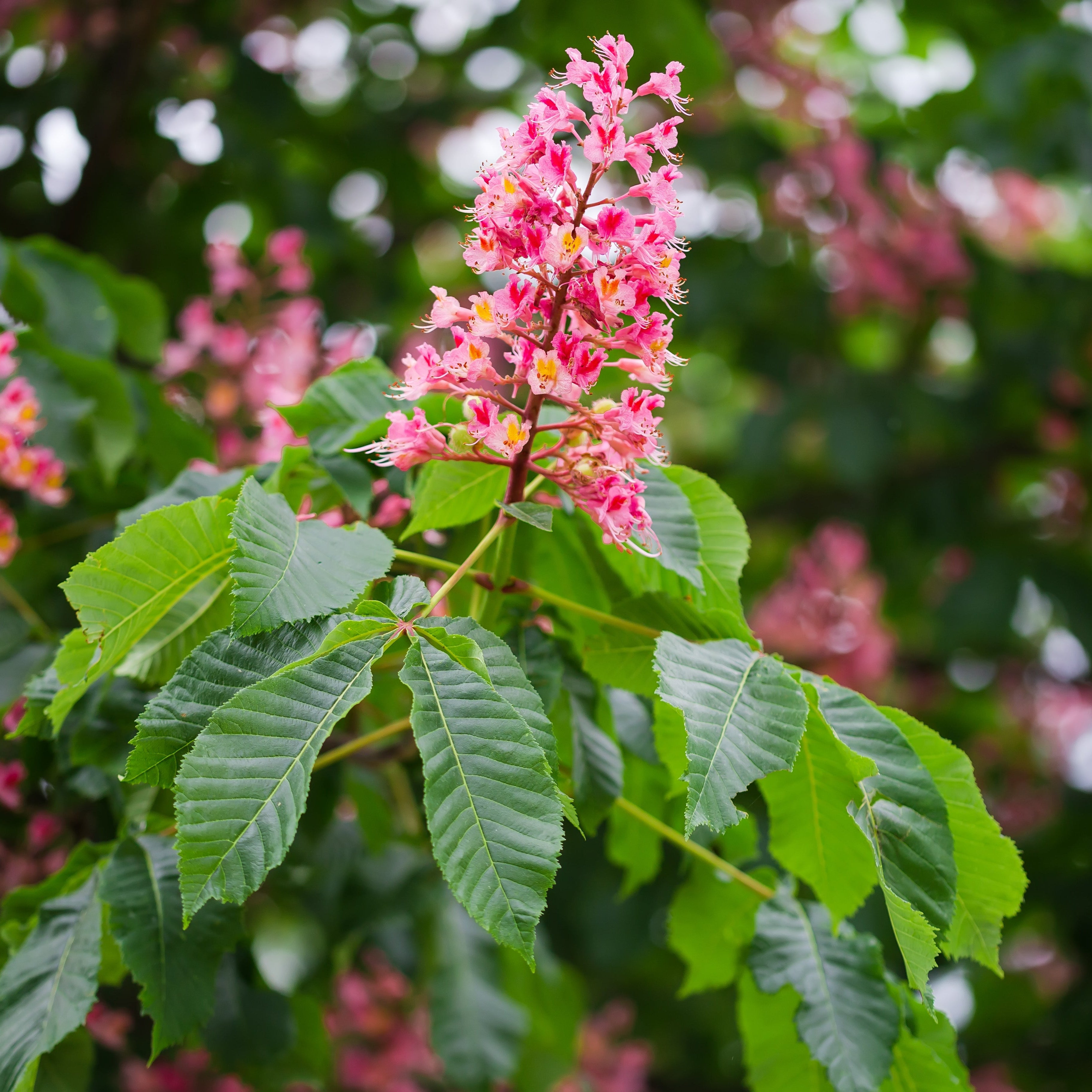 Pépinière.ca | Aesculus × carnea 'Fort McNair'