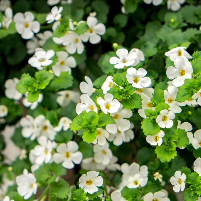 Semences W.H Perron | Bacopa 'Snowtopia White imp.' – Pépinière.ca