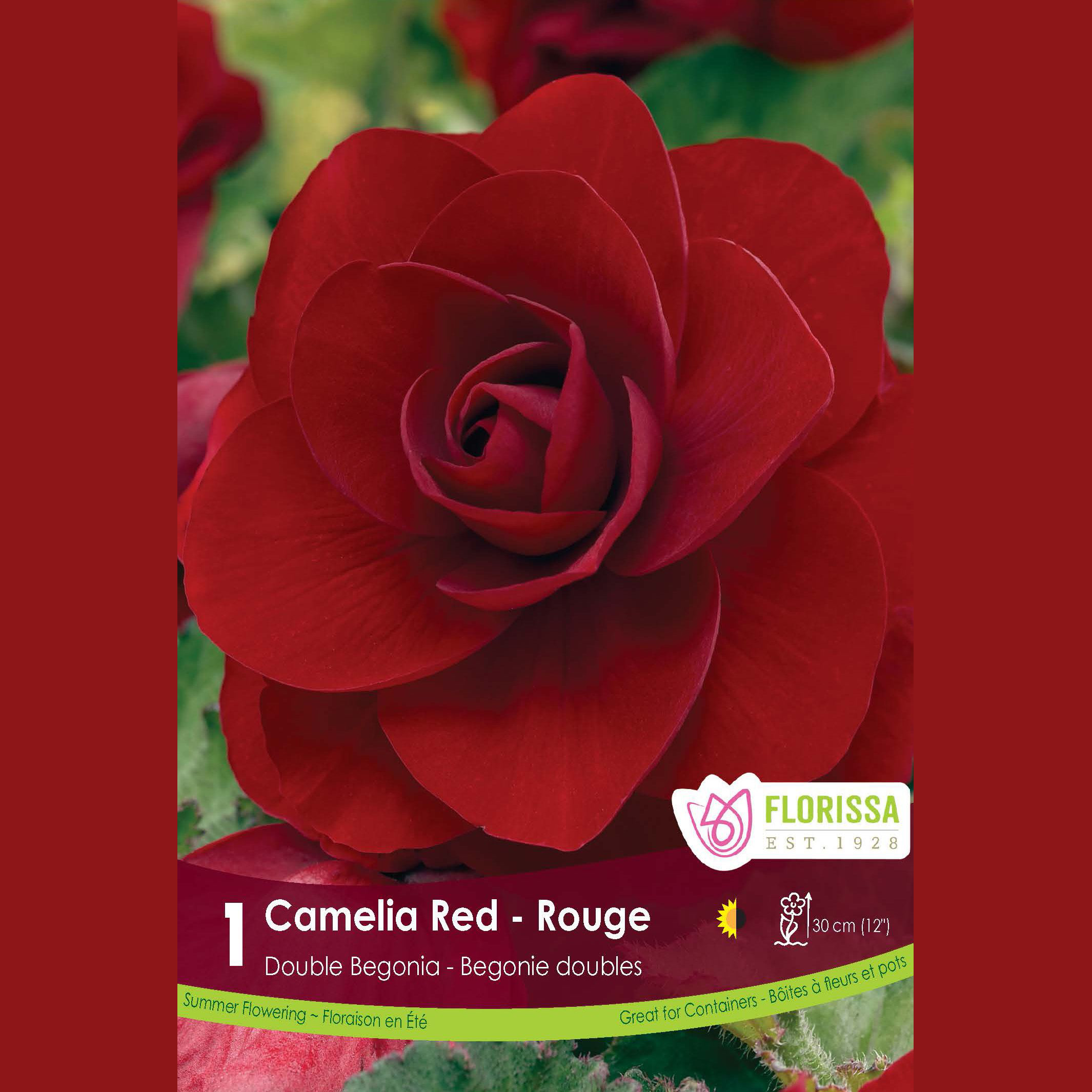 Pepiniere.ca | Bégonia Double Camellia 'Rouge' (1 bulbe) – Pépinière.ca