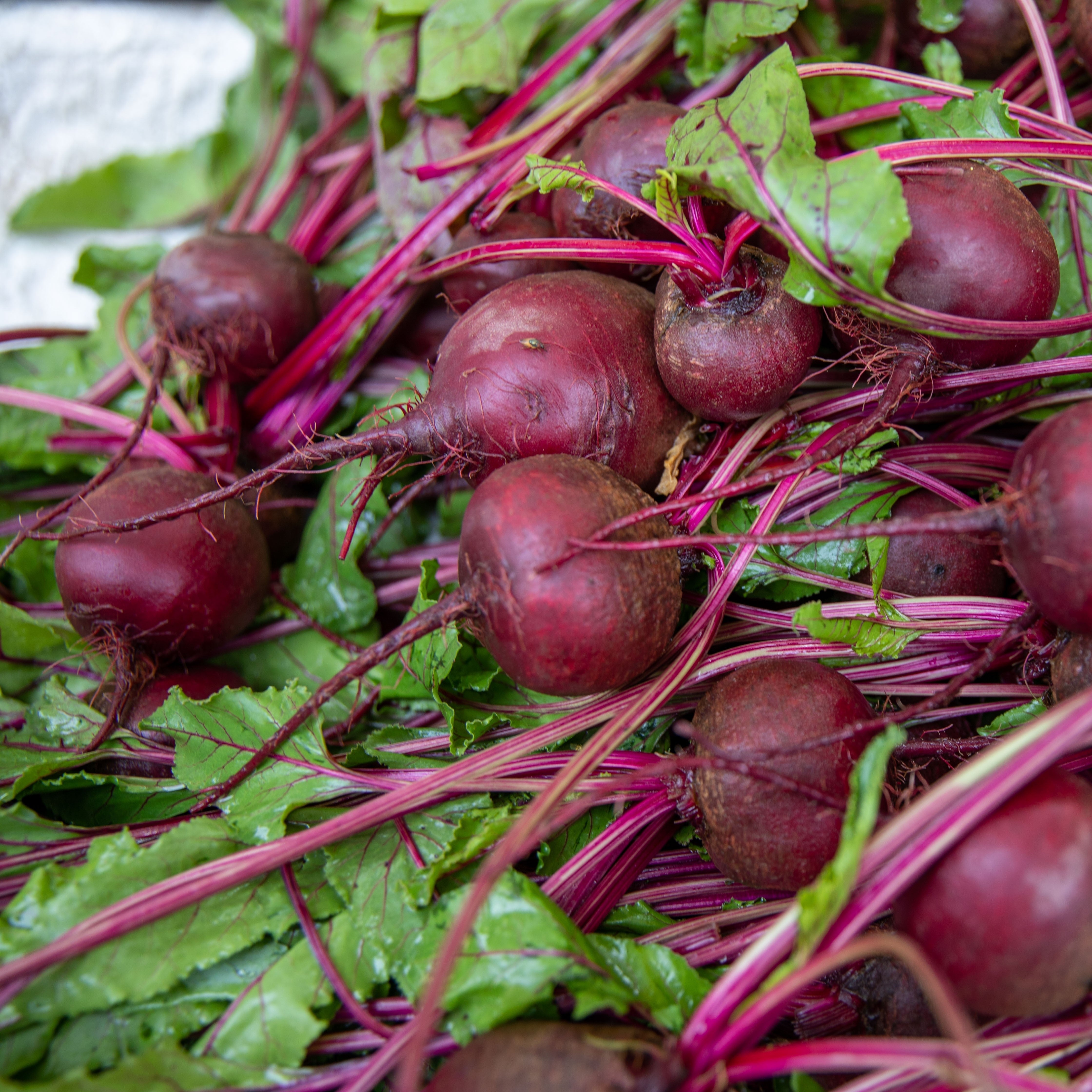 Semences W.H Perron | Betterave hybride 'Babybeat Rouge' – Pépinière.ca