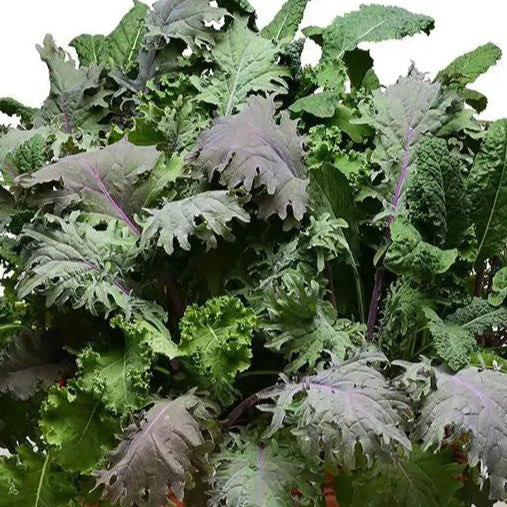 WH Perron seeds | Kale 'SimplySalad Storm Mix' – Pépinière.ca
