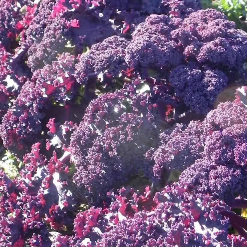 WH Perron Seeds | Hybrid Kale 'Redbor' – Pépinière.ca