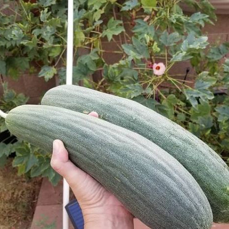 GAIA | Concombre arménien 'Dark Green Armenian' bio – Pépinière.ca