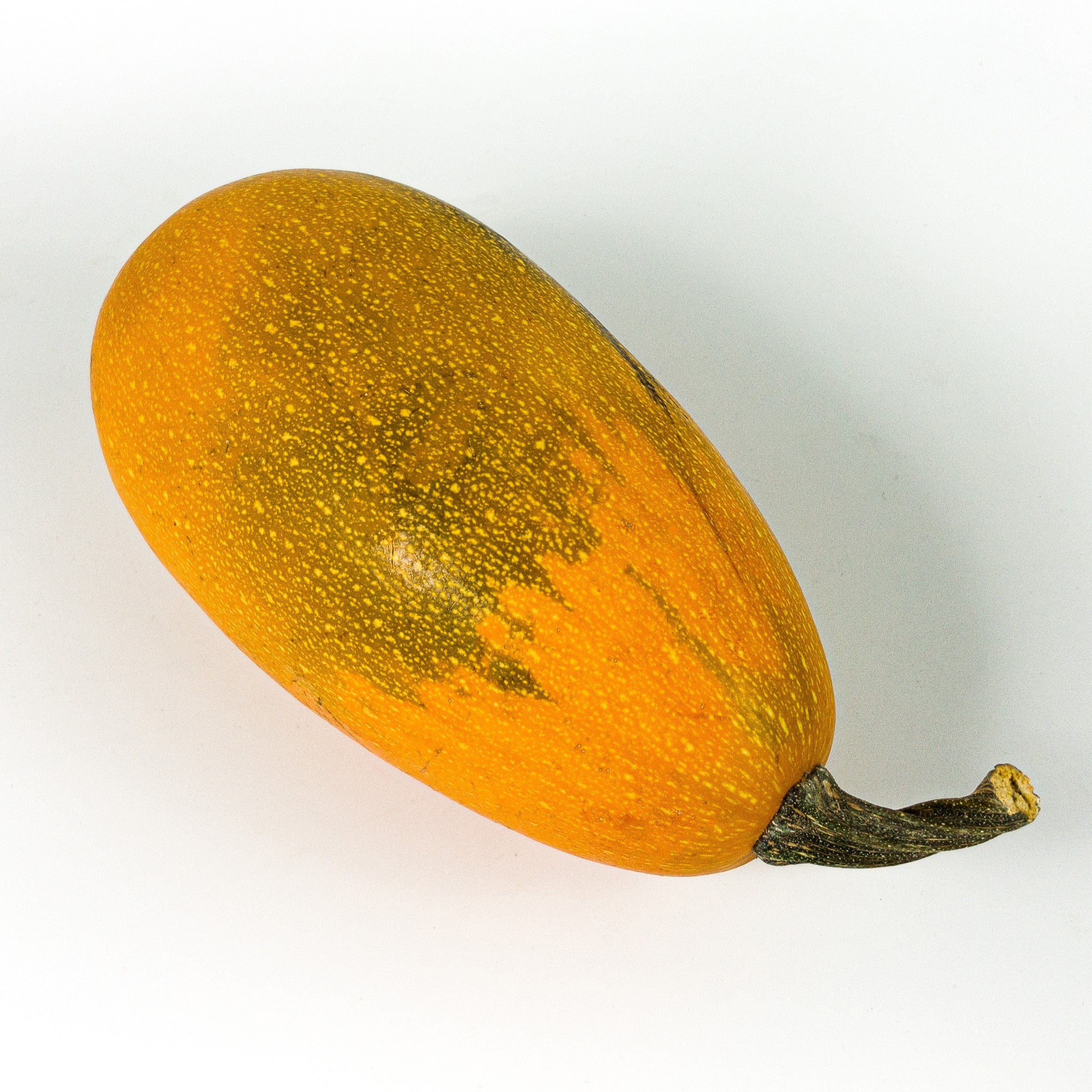 Semences W.H Perron | Courge d'été hybride 'Orangetti Spaghetti ...