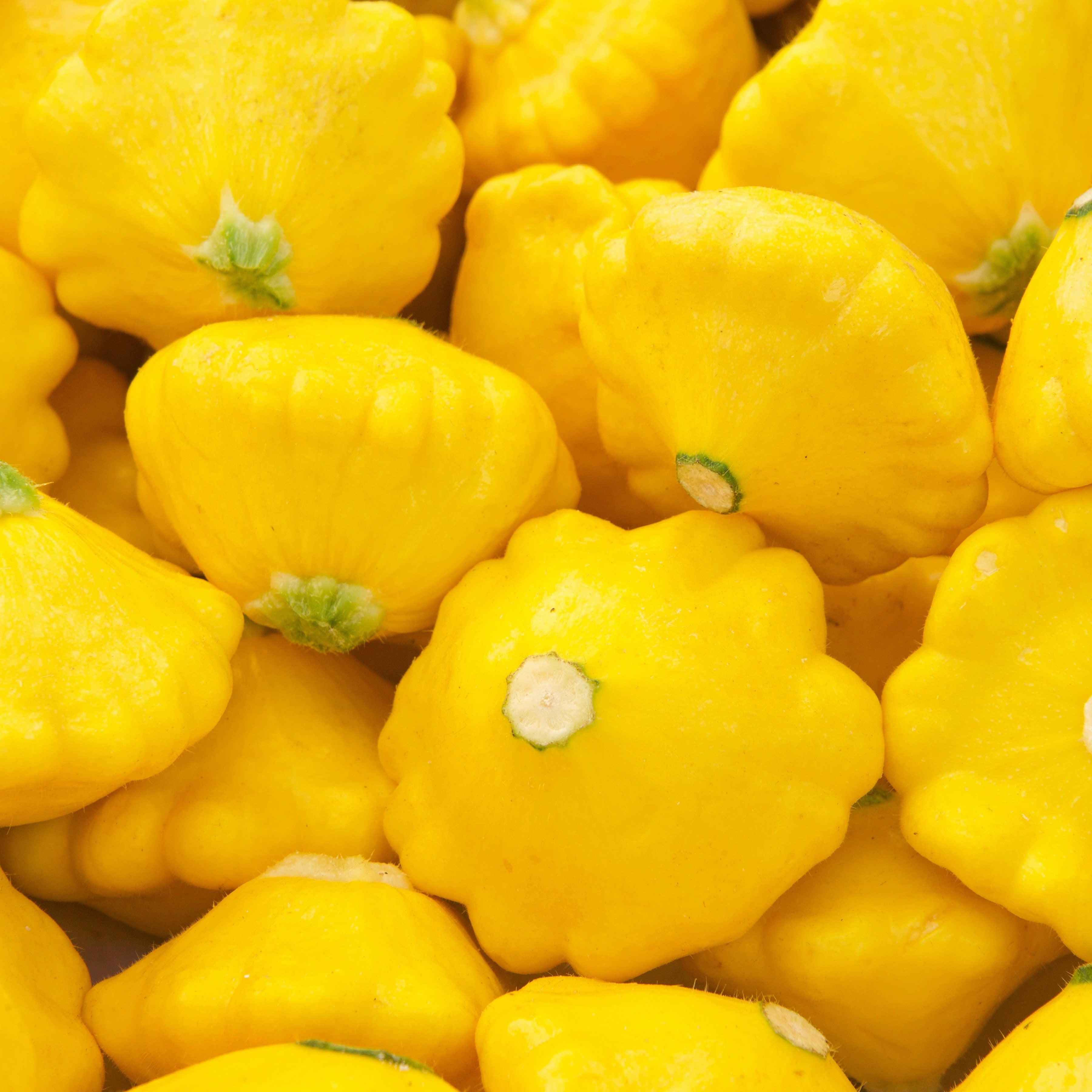 WH Perron Seeds | 'Sunny Delight' Squash – Pépinière.ca