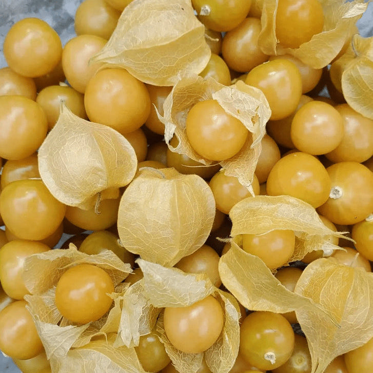Gaia | Tomatillo 'Dr. Wyches Yellow' bio - Semences Biologiques ...