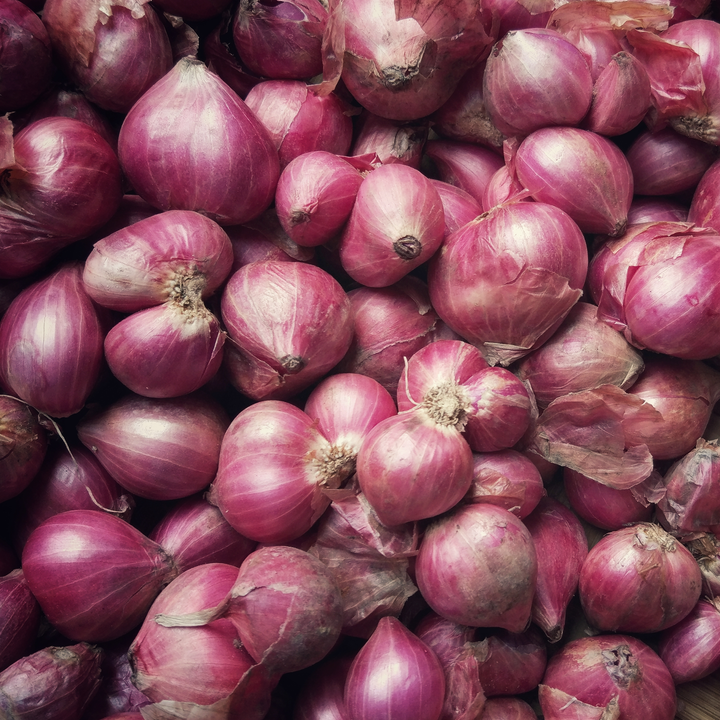 Pépinière.ca | Échalote rouge goût relevé et sucré