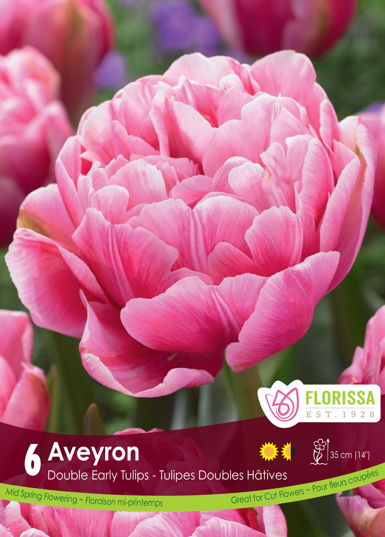 Pépinière.ca | Tulipe Averyon