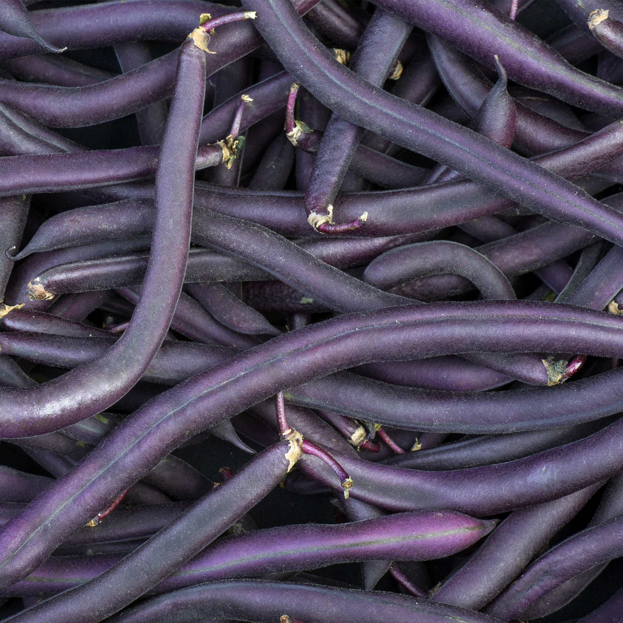 Pépinière.ca | Haricot Amethyst violet tendre productif