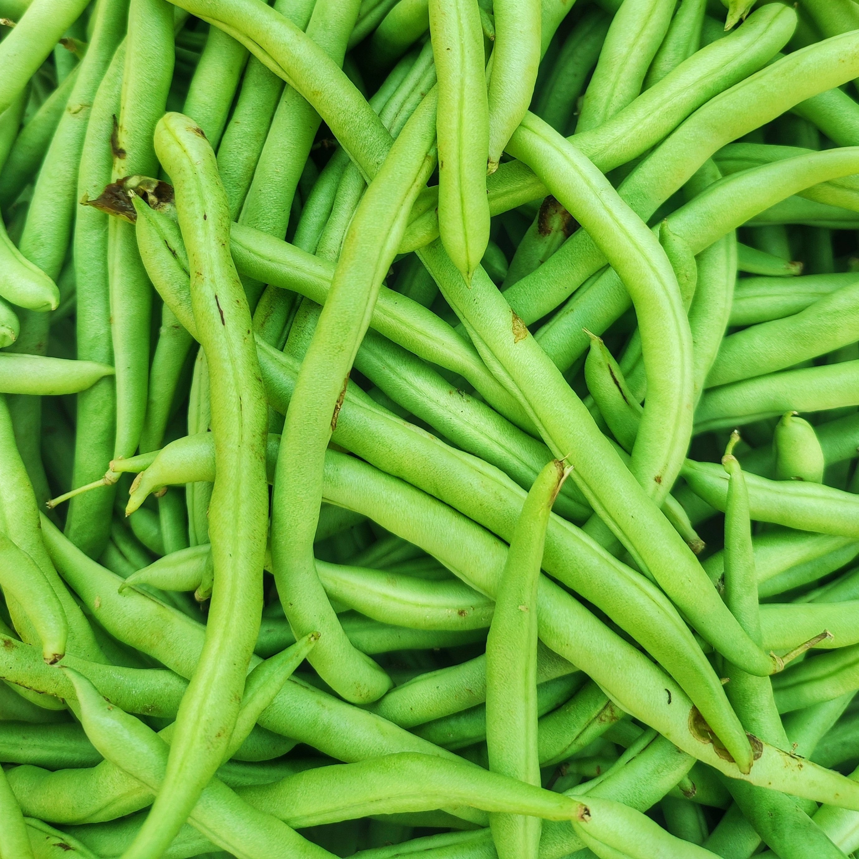 OSC Seeds | 'Blue Lake' Climbing Bean Seeds – Exceptional Yield ...