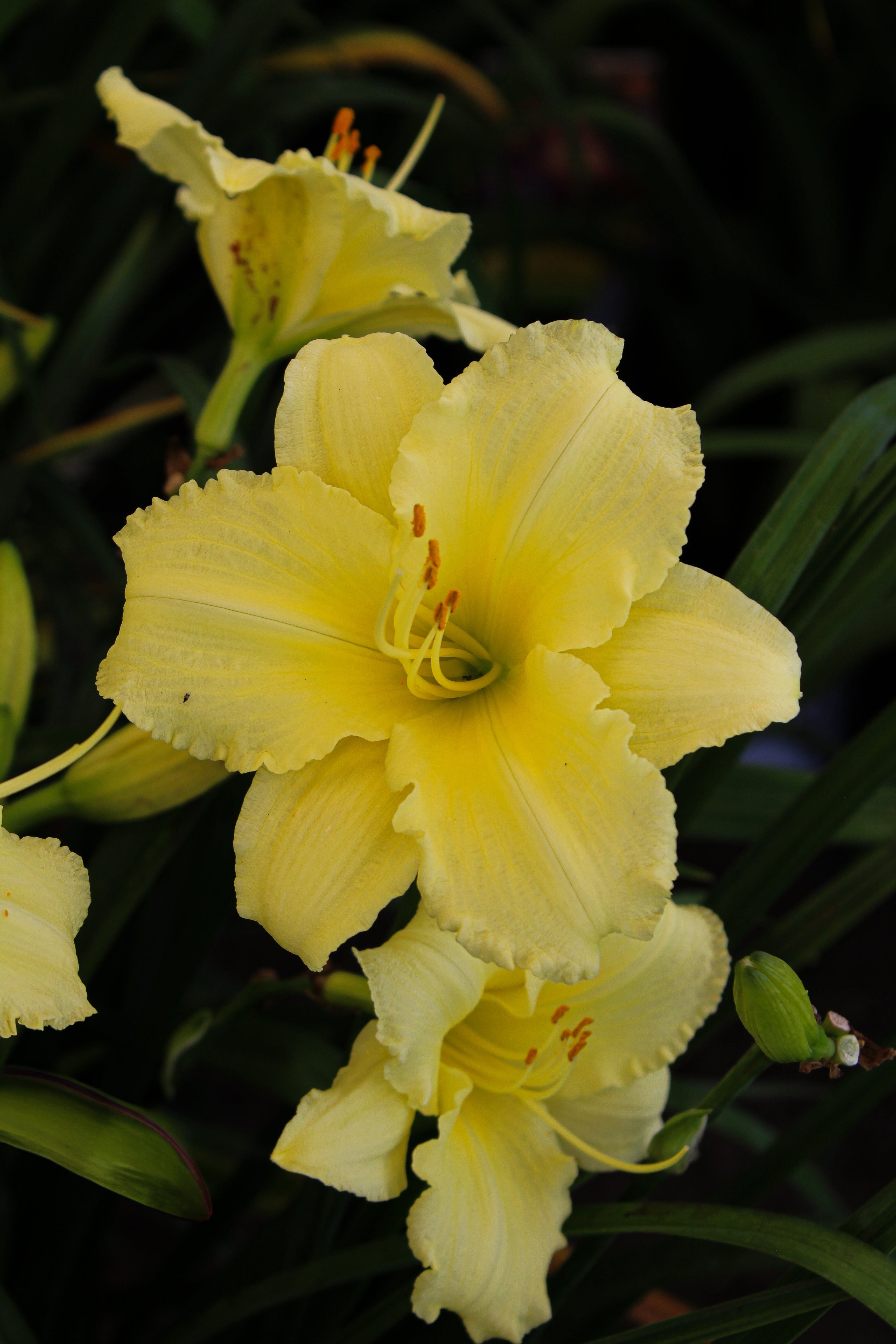 Pépinière.ca | Hemerocallis ‘Stella Supreme’