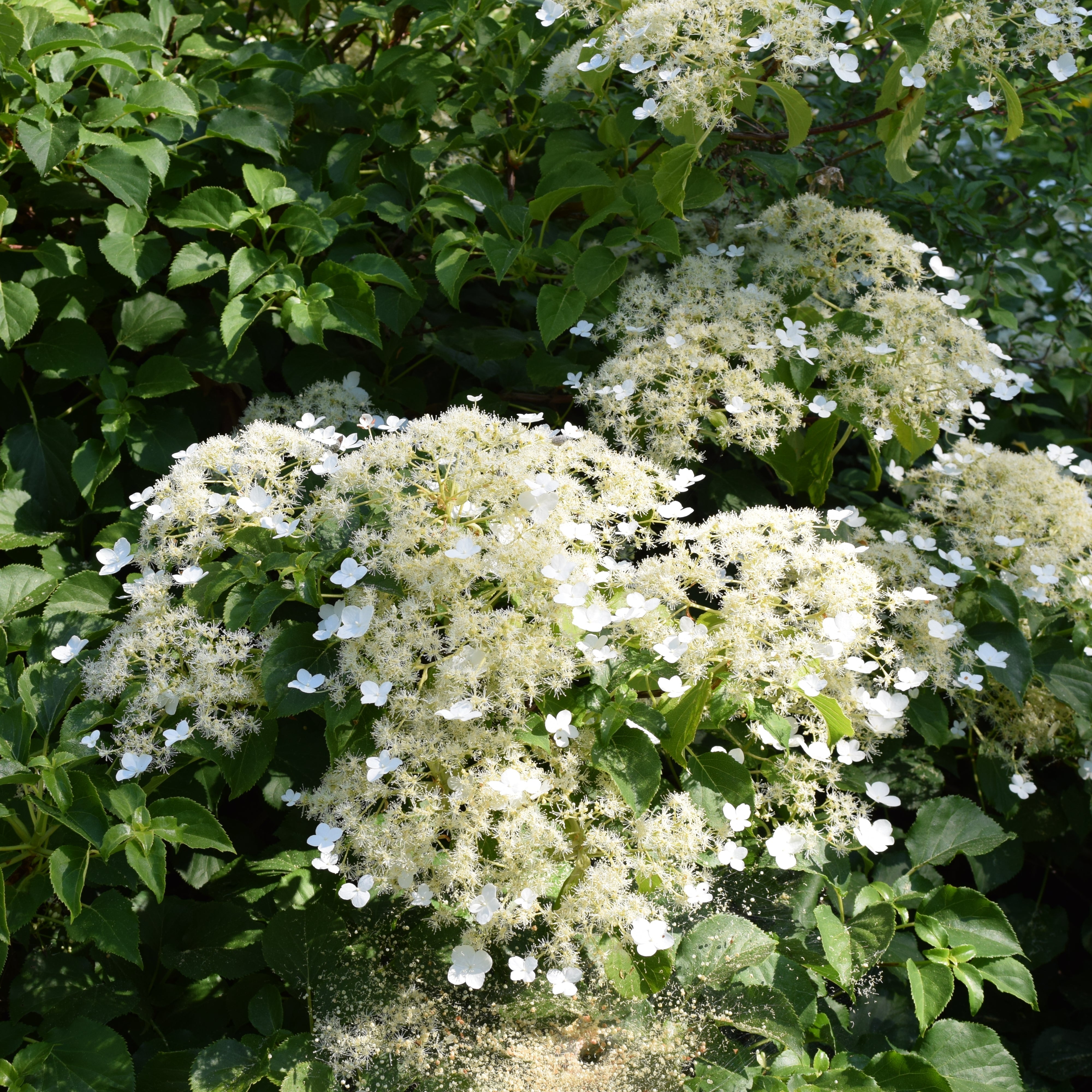 Pépinière.ca | Hydrangea anomala subsp. petiolaris