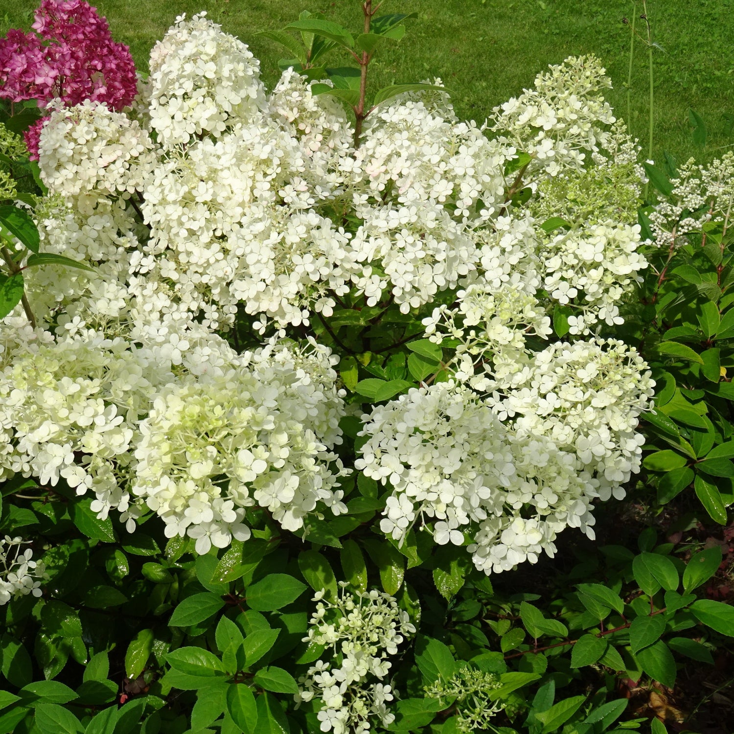 Pépinière.ca | Hydrangea paniculata 'Bombshell'