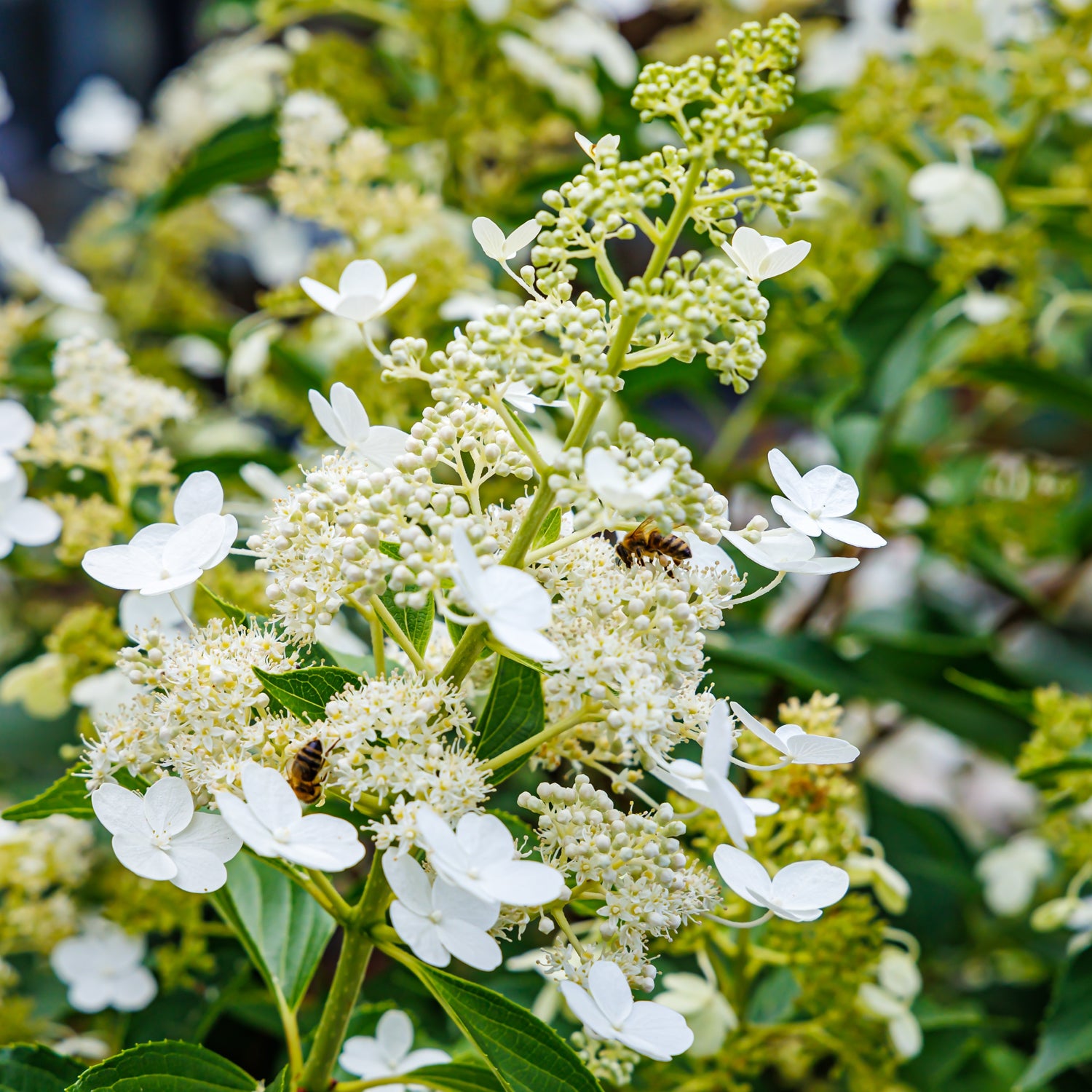 Pépinière.ca | Hydrangea paniculata 'Kyushu'