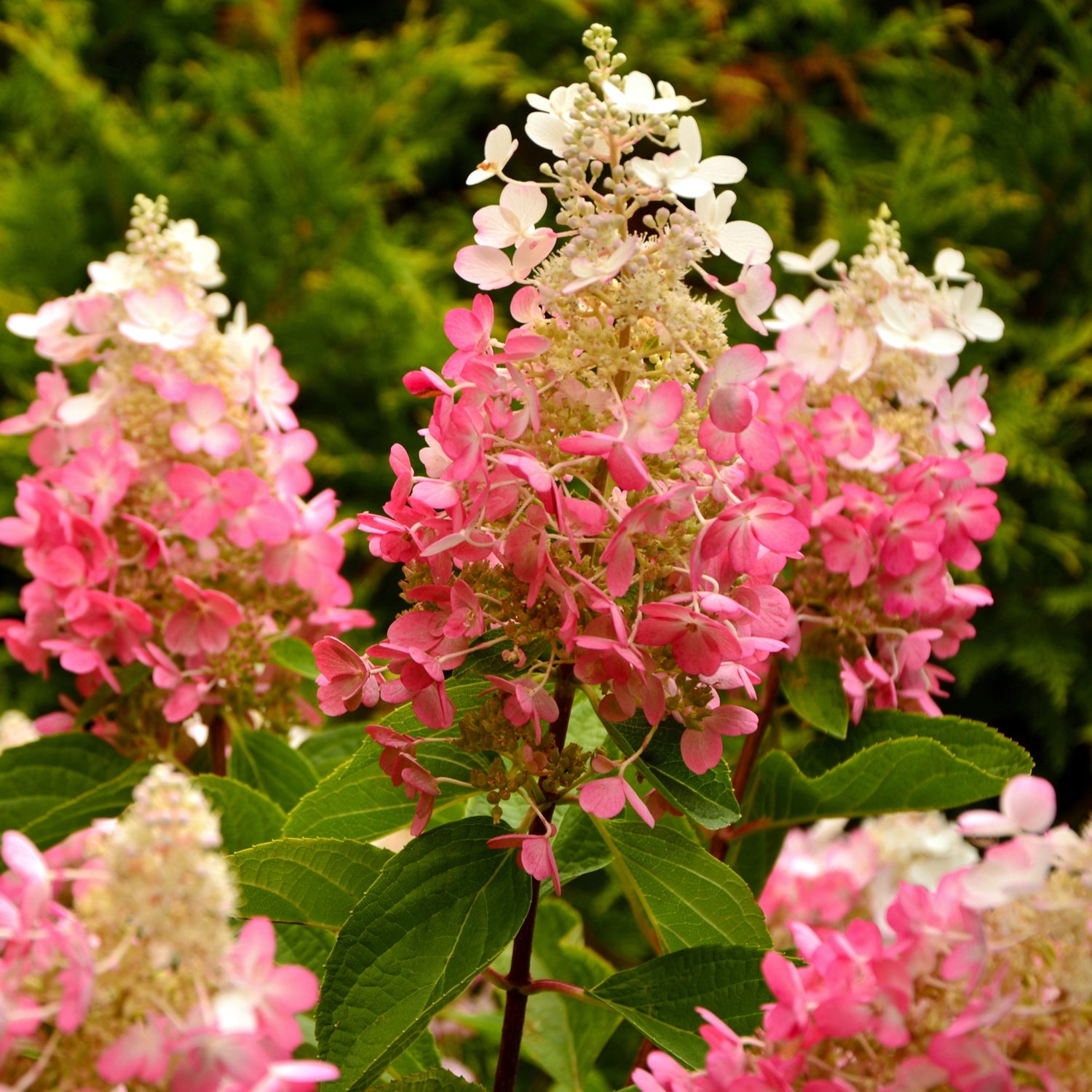 Nursery.ca | Hydrangea paniculata 'Pinky Winky'® – Pépinière.ca