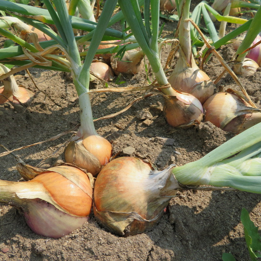 Seeds from Catherine's Ornamental Vegetable Garden – Onion 'Keravel ...