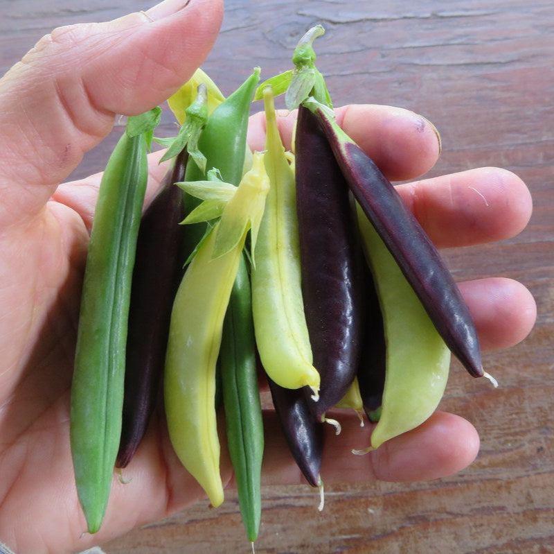 Catherine's Ornamental Vegetable Garden Seeds – Mixed Peas – Pépinière.ca