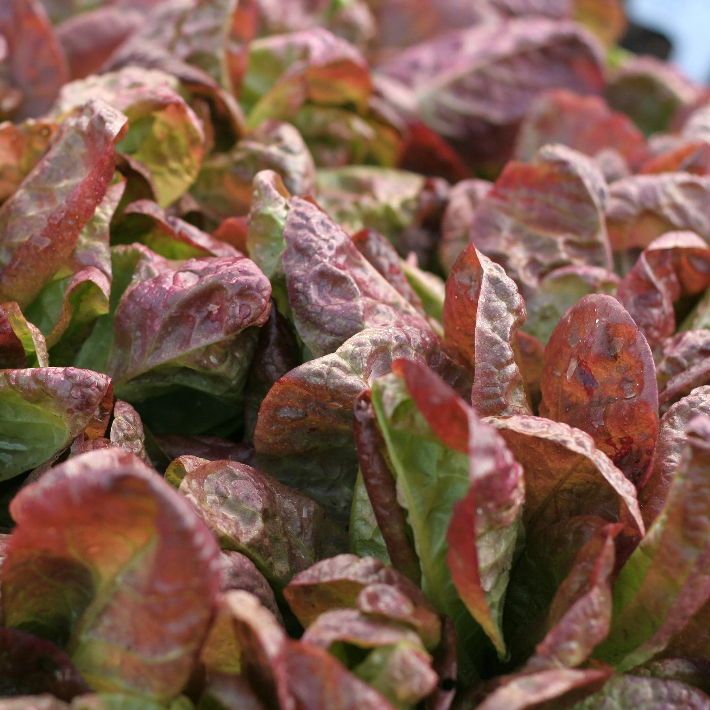 Semences OSC | Graines de Laitue Romaine Rouge – Couleur et Croquant ...
