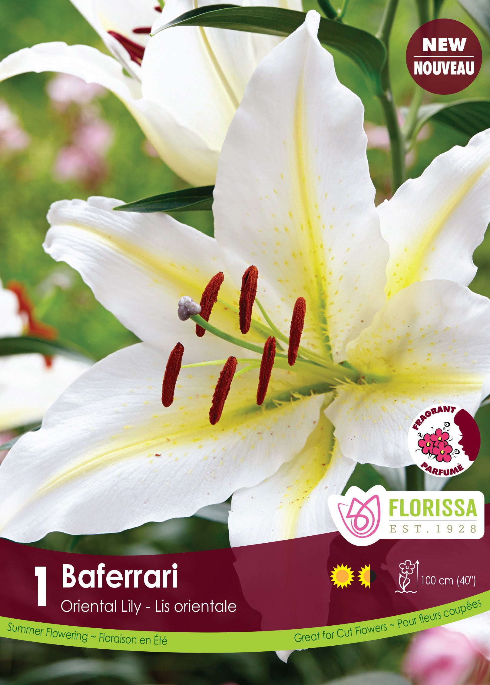 Pépinière.ca | Oriental Lily 'Baferrari'