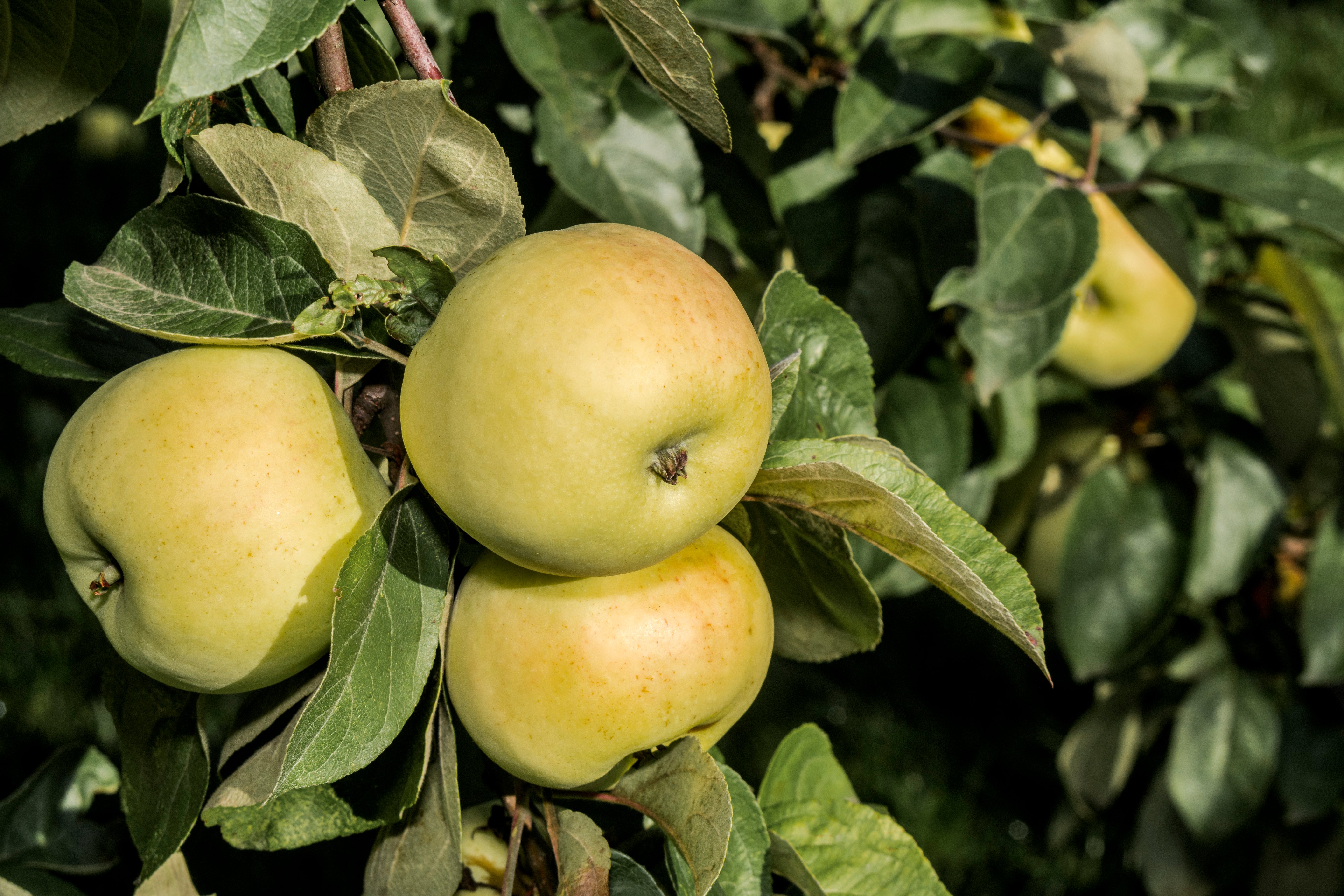 Pépinière.ca | Malus domestica 'Yellow Transparent'