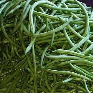 Gaia | Organic 'Maxibel' Green Bean - Organic Seeds – Pépinière.ca