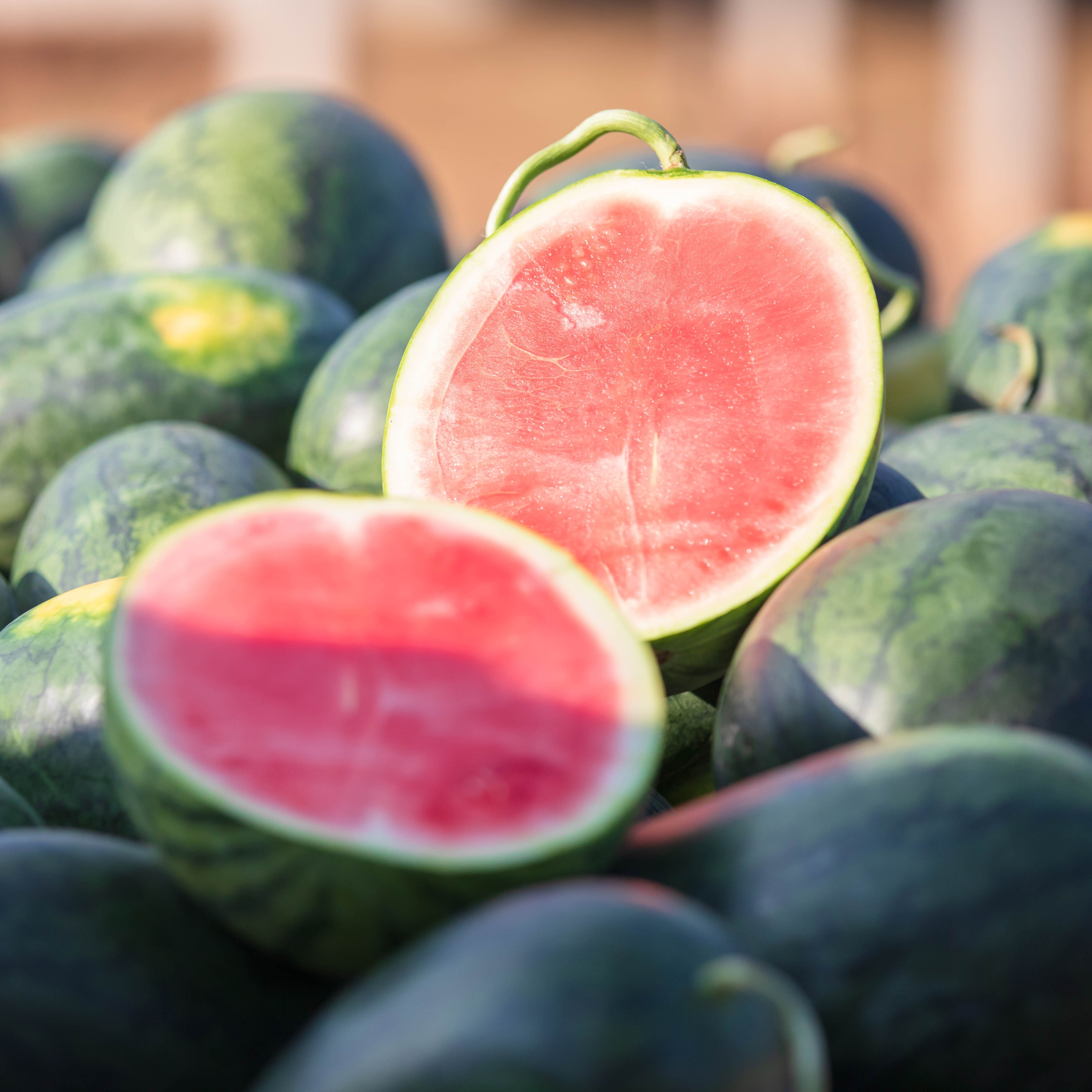 Semences W.H Perron | Melon d'eau (sans pépins) micro hybride 'Tyrion ...