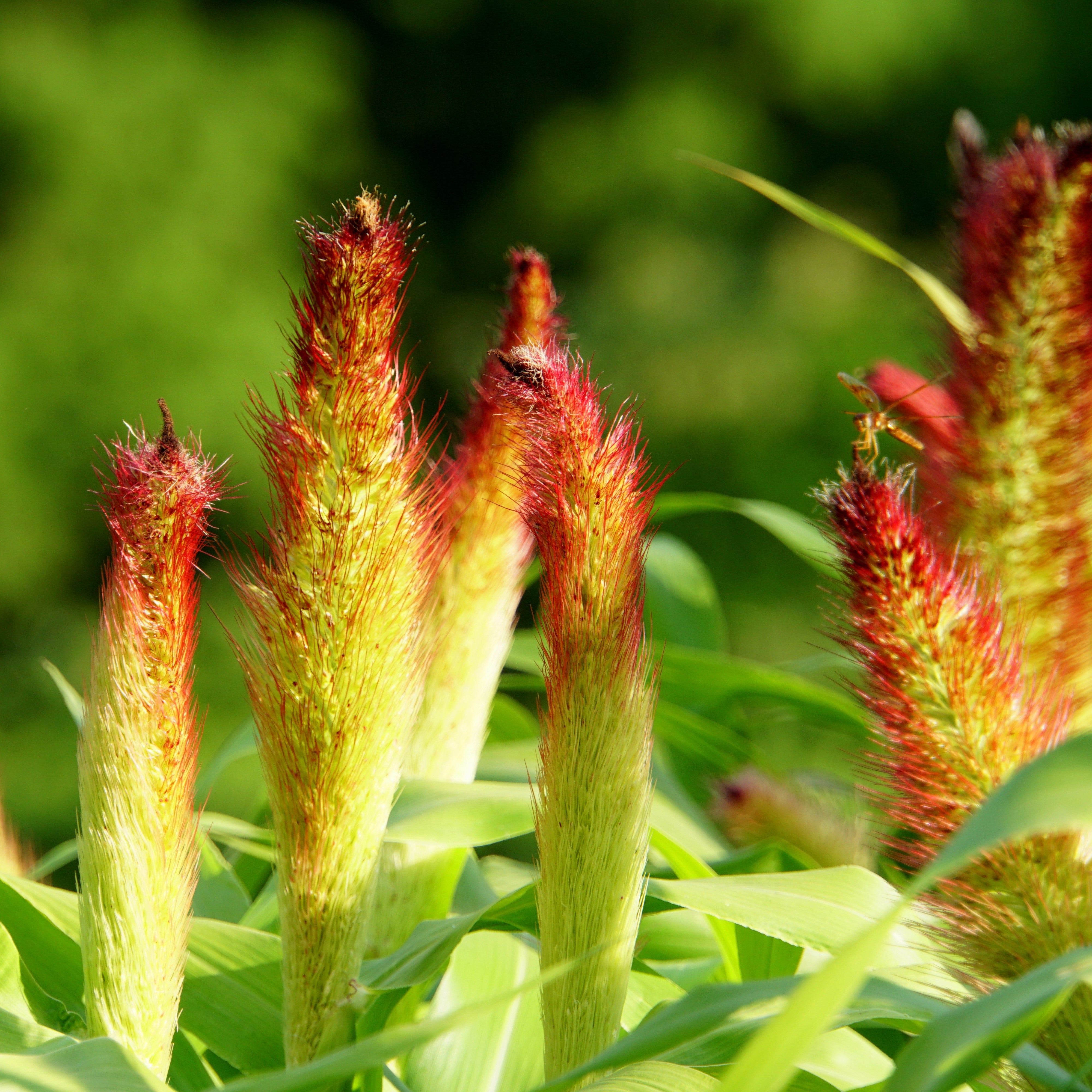 WH Perron seeds | Pennisetum glaucum 'Hyb. Jade Princess' – Pépinière.ca