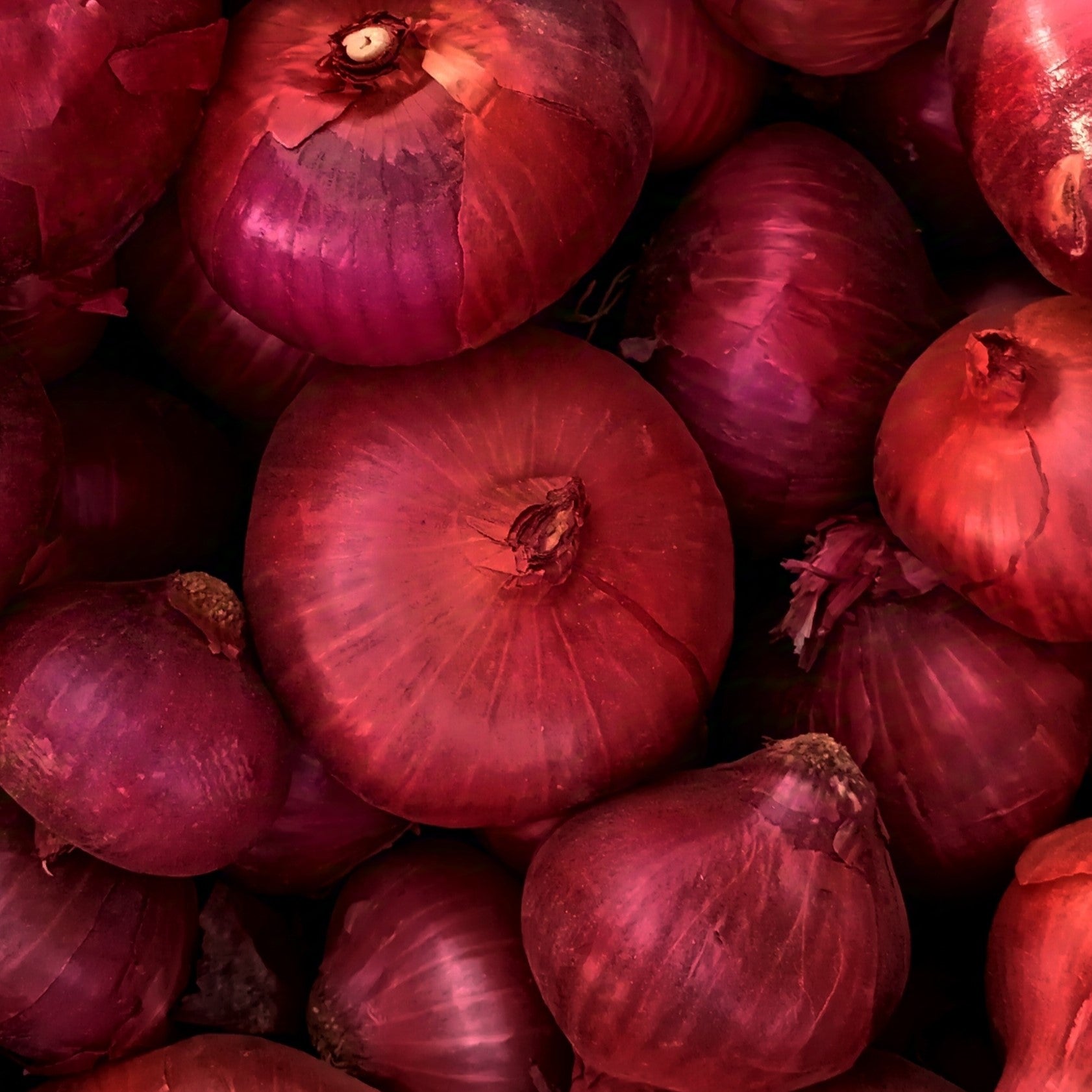 Semences OSC | Graines d'Oignon à Globe Rouge – Saveur Intense et ...