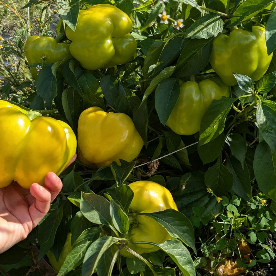 Seeds from Catherine's Ornamental Vegetable Garden – 'Jaune du POC ...