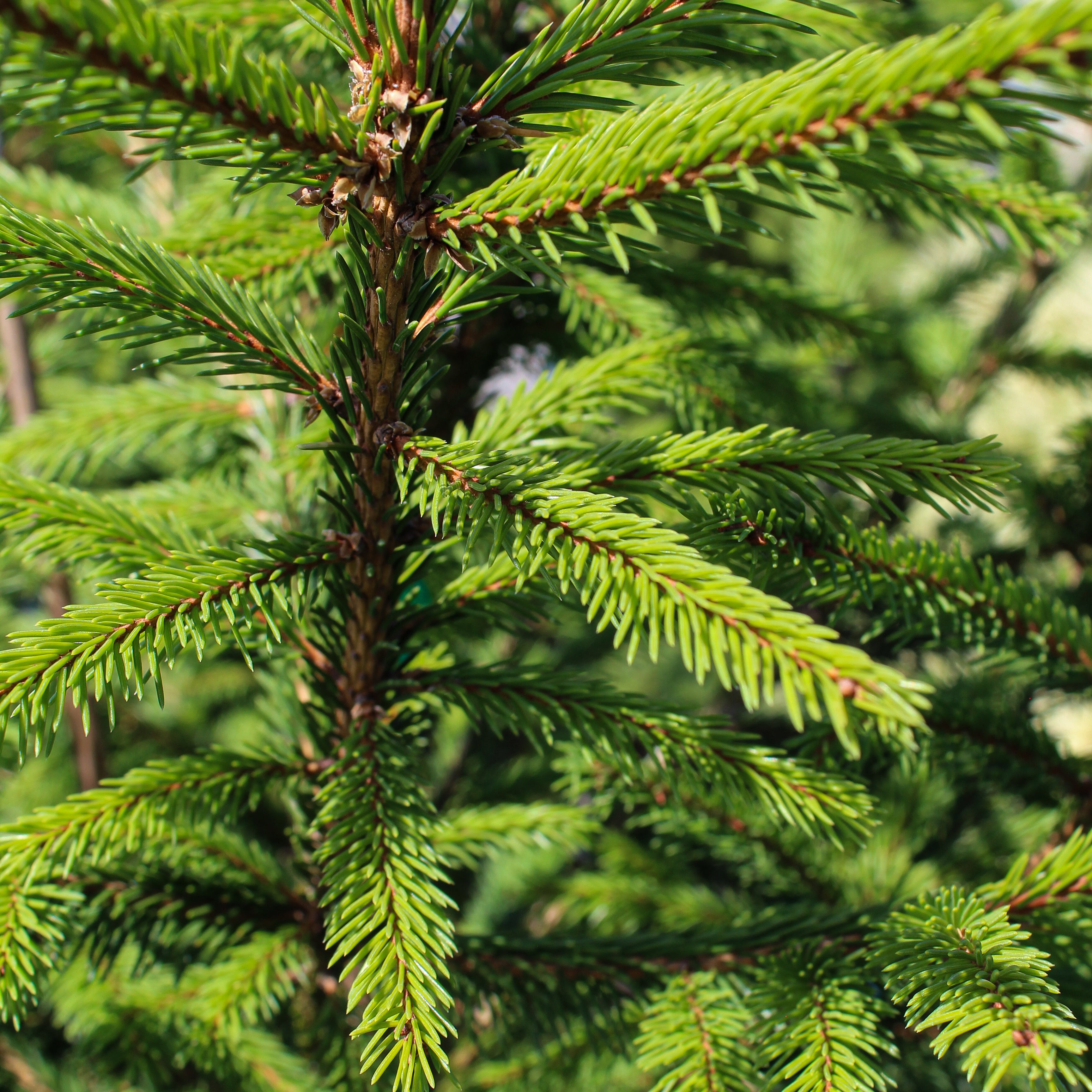 Nursery.ca | Picea abies 'Royal Splendor' – Pépinière.ca