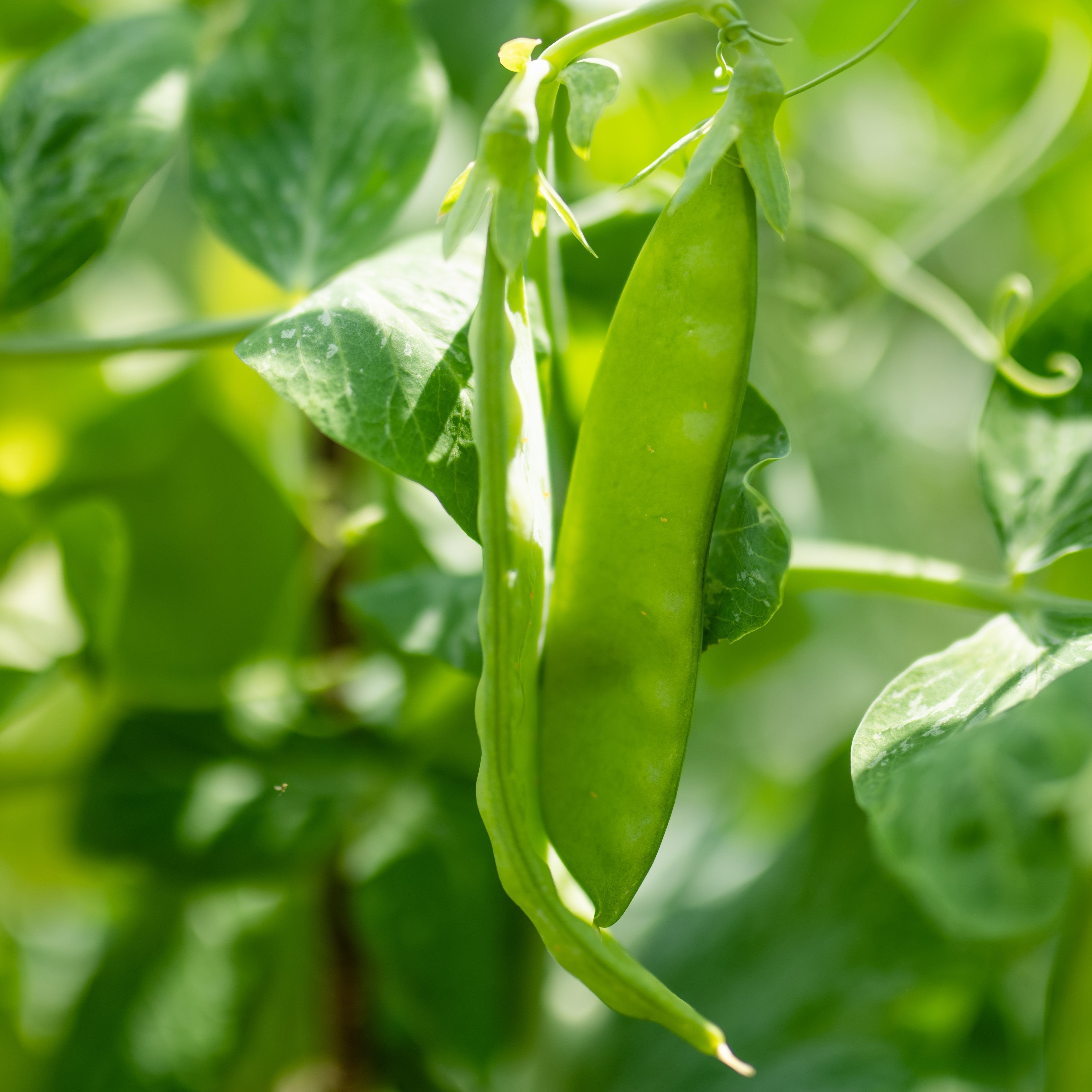 Semences Northern Wildflowers | Pisum sativum (Pois Banana Nano ...