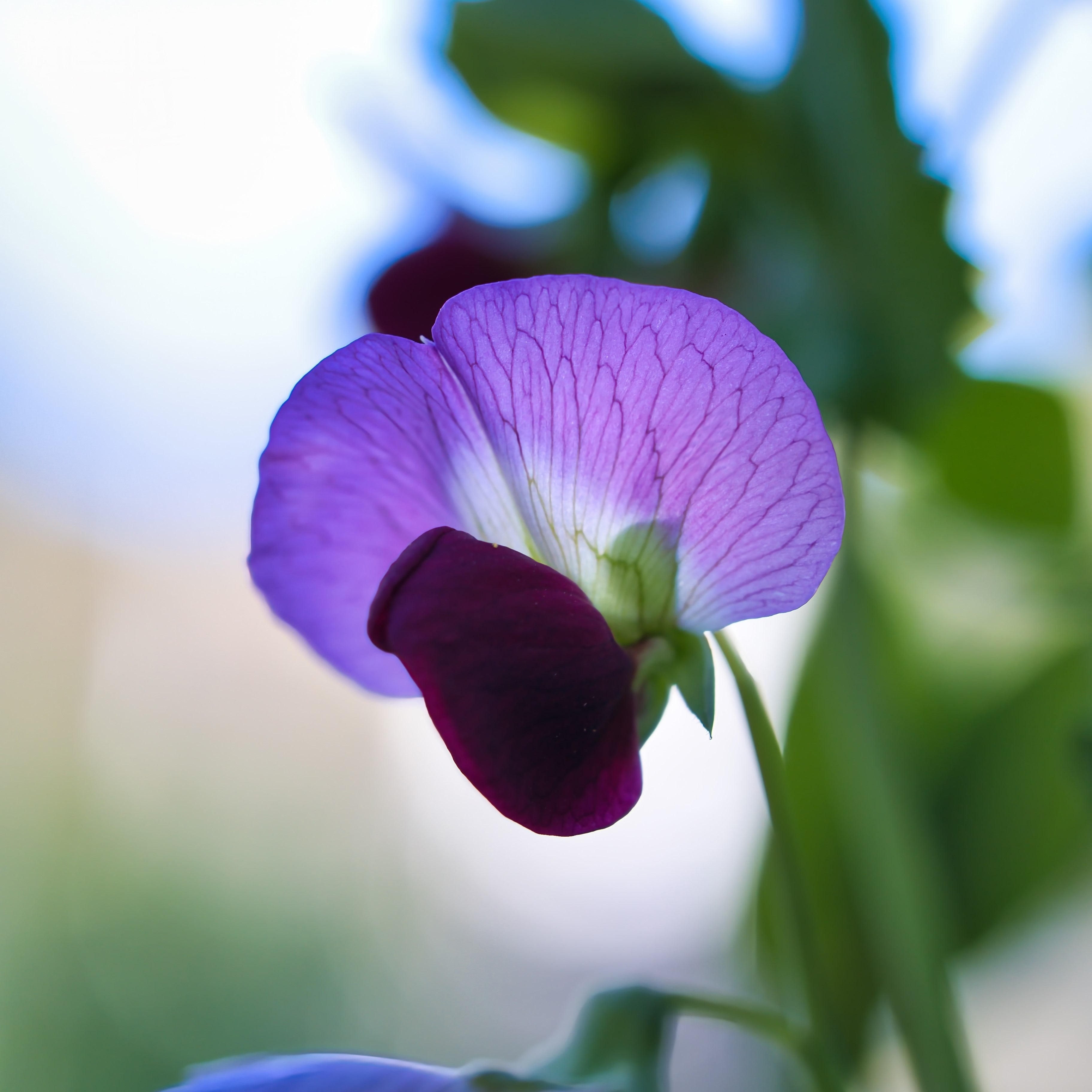 WH Perron seeds | Snow peas 'Little Snow Pea' – Pépinière.ca