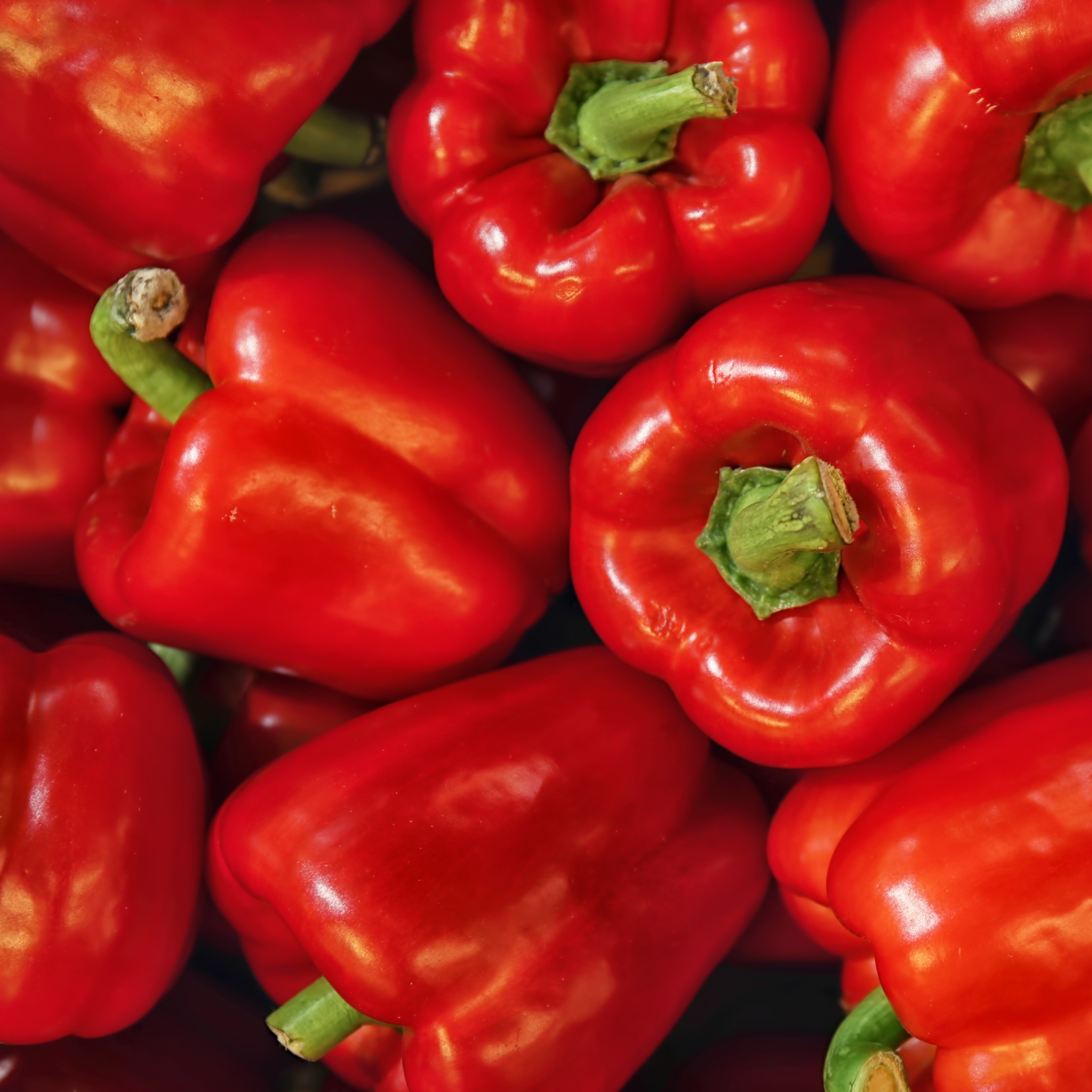 Semences Northern Wildflowers | Capsicum annuum (Piment King of the ...