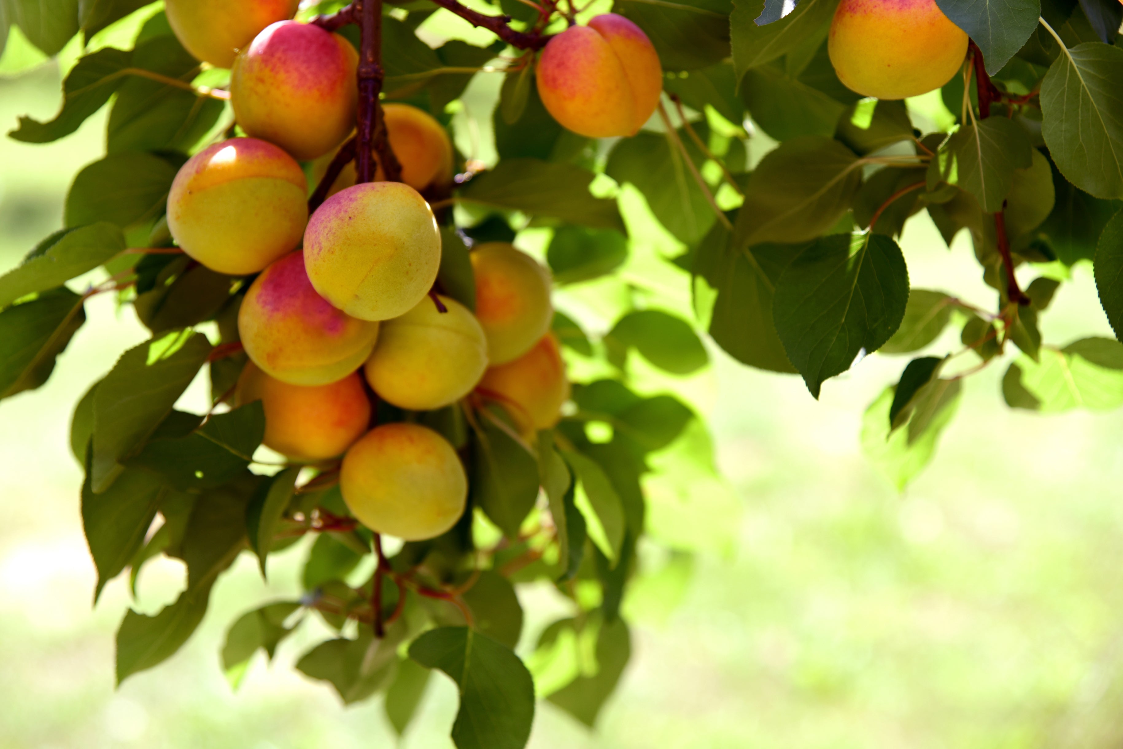 Nursery.ca | Prunus armeniaca 'Scout' – Pépinière.ca