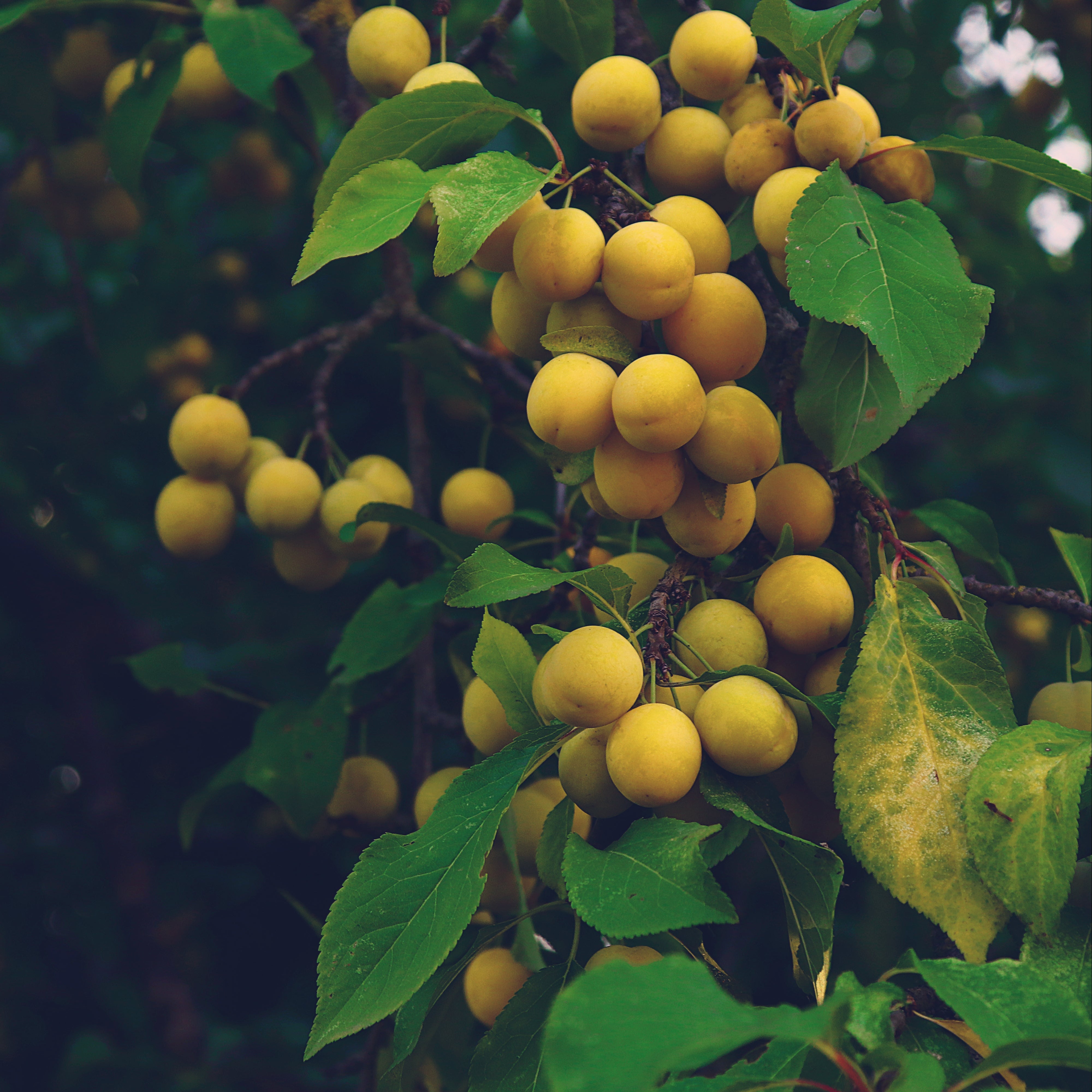 Pépinière.ca | Prunus domestica 'Shiro'