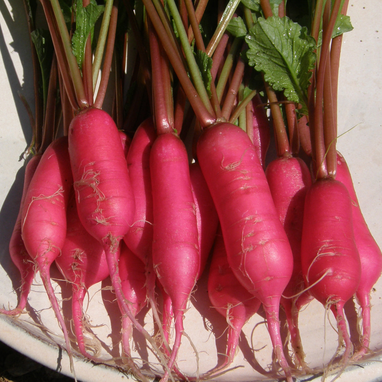The Gardens of the Ecumene | Organic Shunkyo Radish – Pépinière.ca