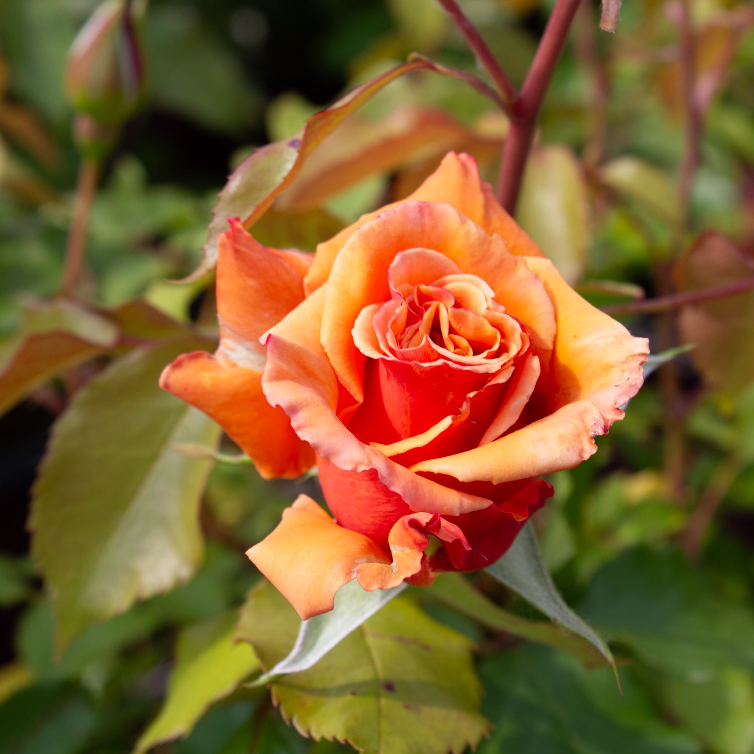 Nursery.ca | Floribunda rose 'Singin' In The Rain' – Pépinière.ca