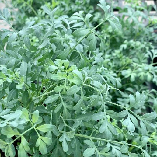 Gaia | Organic Rue - Organic Seeds – Pépinière.ca