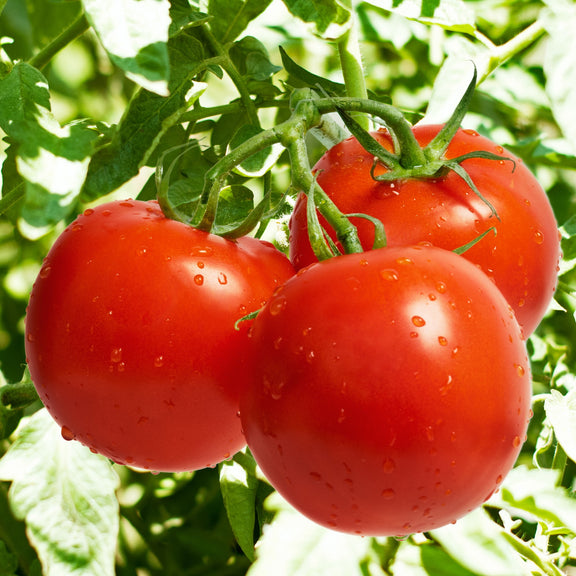 Semences W.H Perron | Tomate hybride 'Big Beef Plus Rouge' – Pépinière.ca