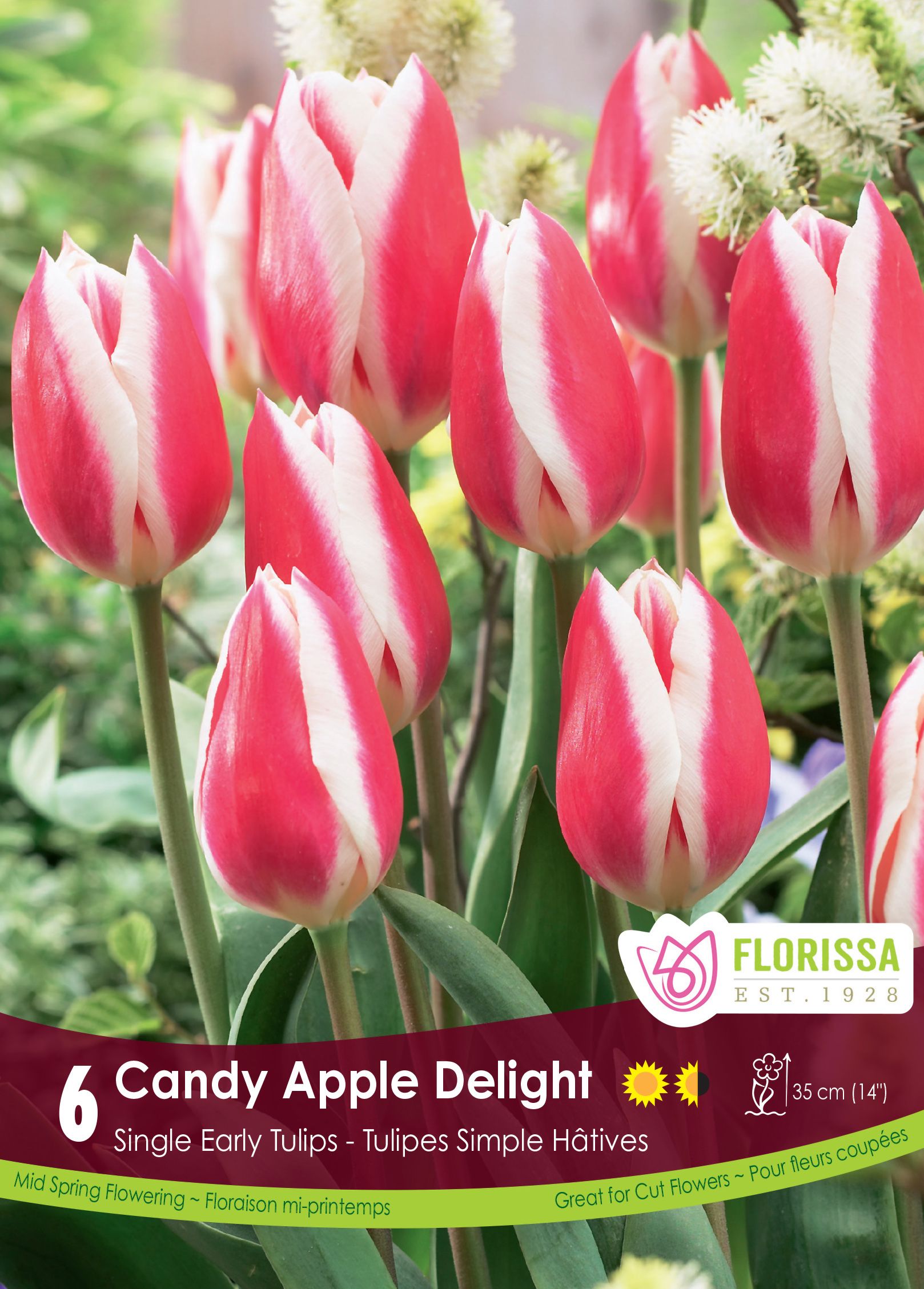Pépinière.ca | Tulipe Candy Apple Delight