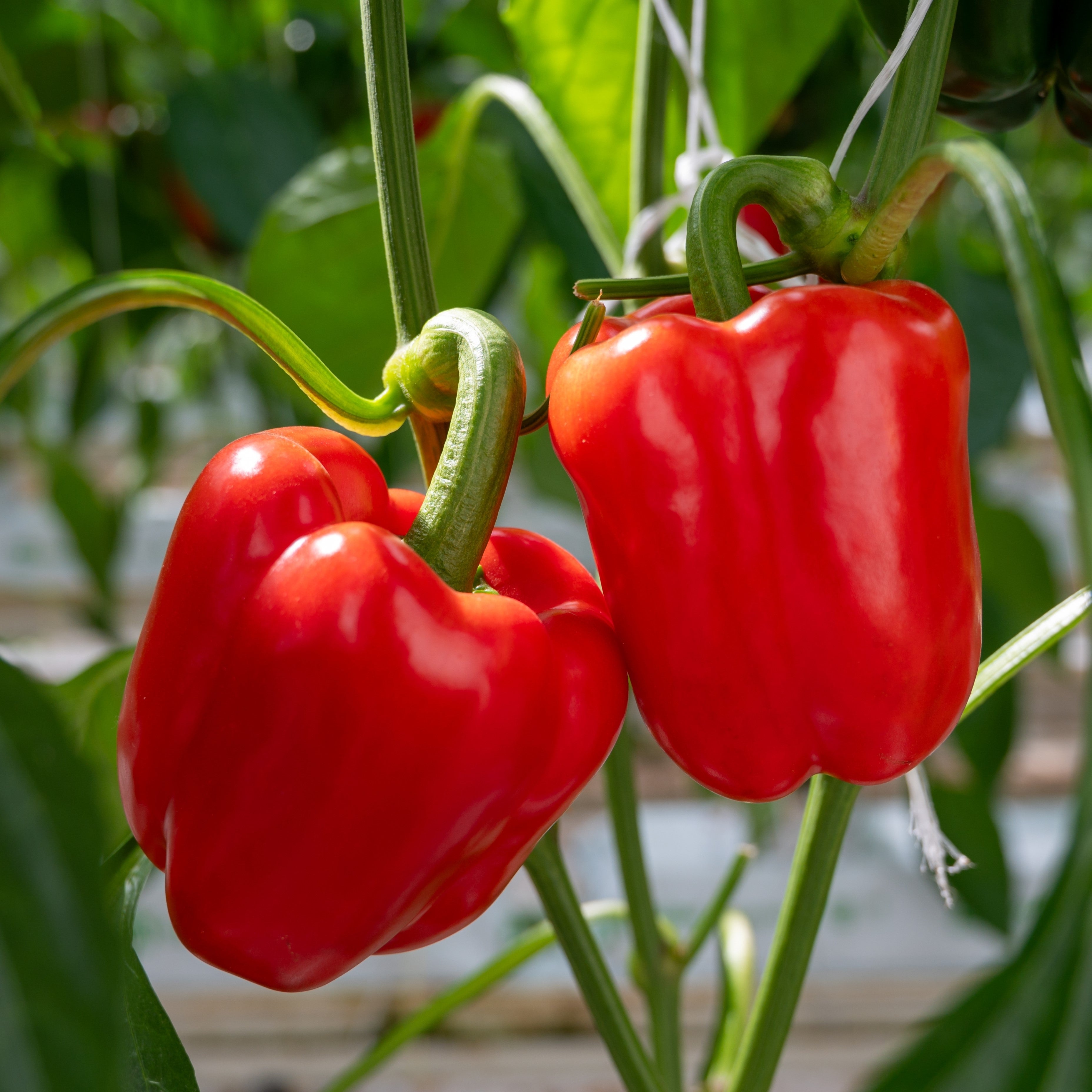 WH Perron Seeds | Red Sweet Pepper – Pépinière.ca