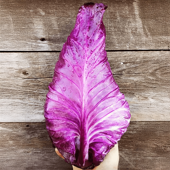 Gaia | Organic 'Kalibos' Cabbage - Organic Seeds – Pépinière.ca