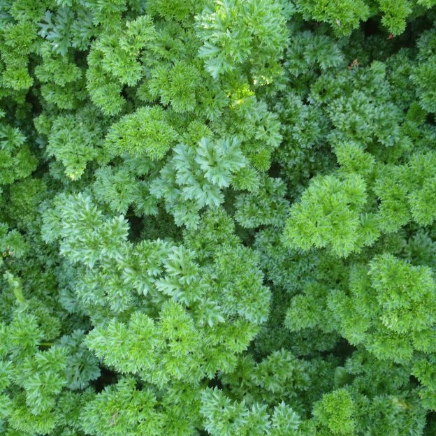 Semences du Potager Ornemental de Catherine – Persil frisé ‘Forest ...